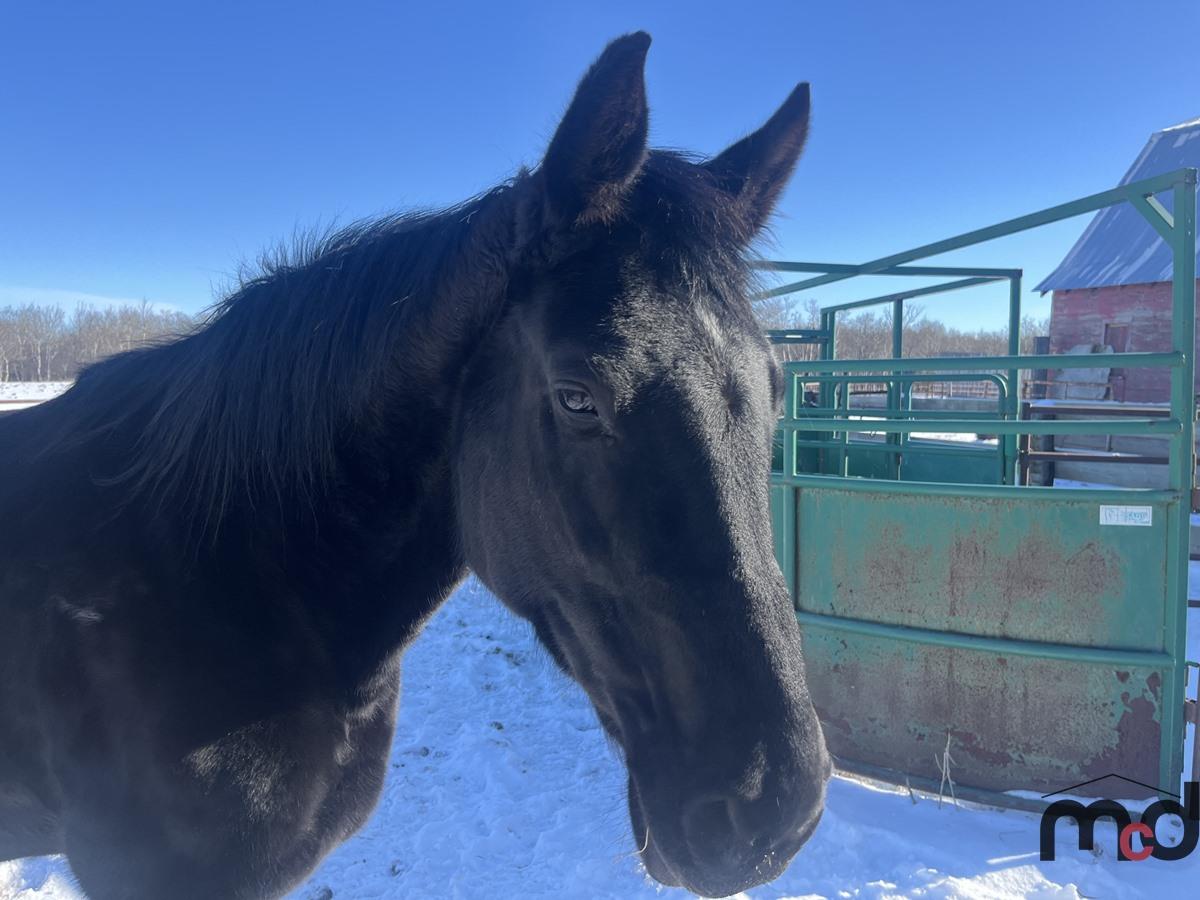 Friend - 15-Year-Old Hanoverian RCMP Horse