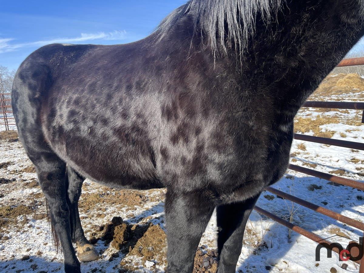 Friend - 15-Year-Old Hanoverian RCMP Horse