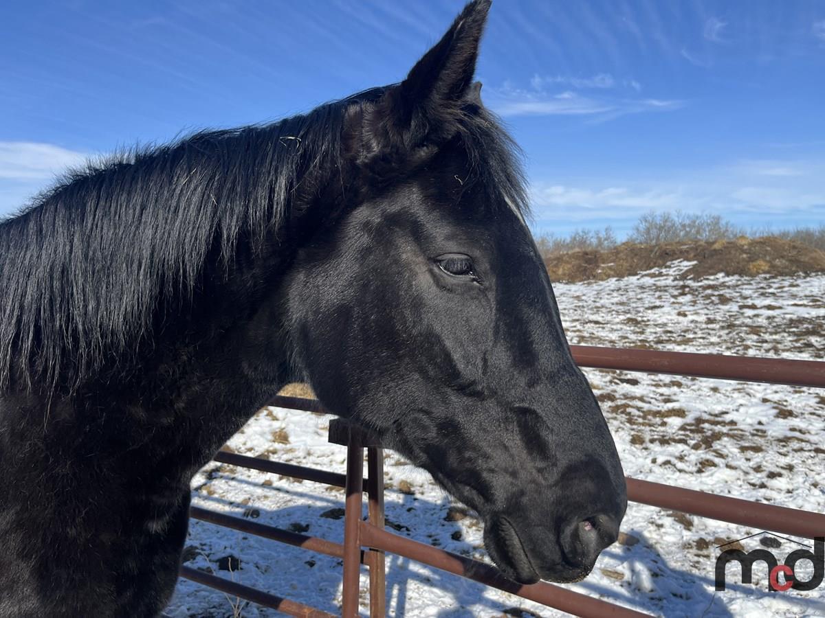 Friend - 15-Year-Old Hanoverian RCMP Horse