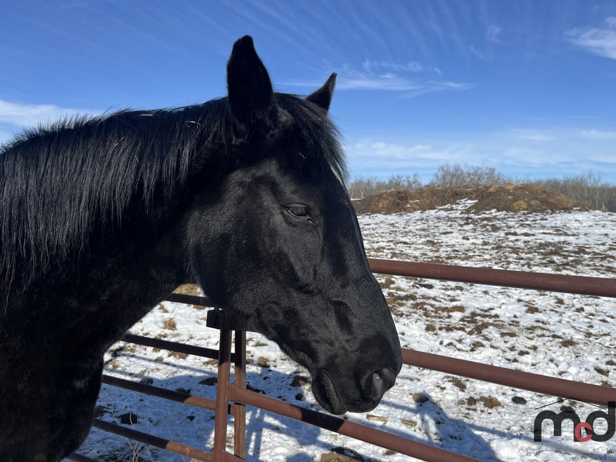 Friend - 15-Year-Old Hanoverian RCMP Horse