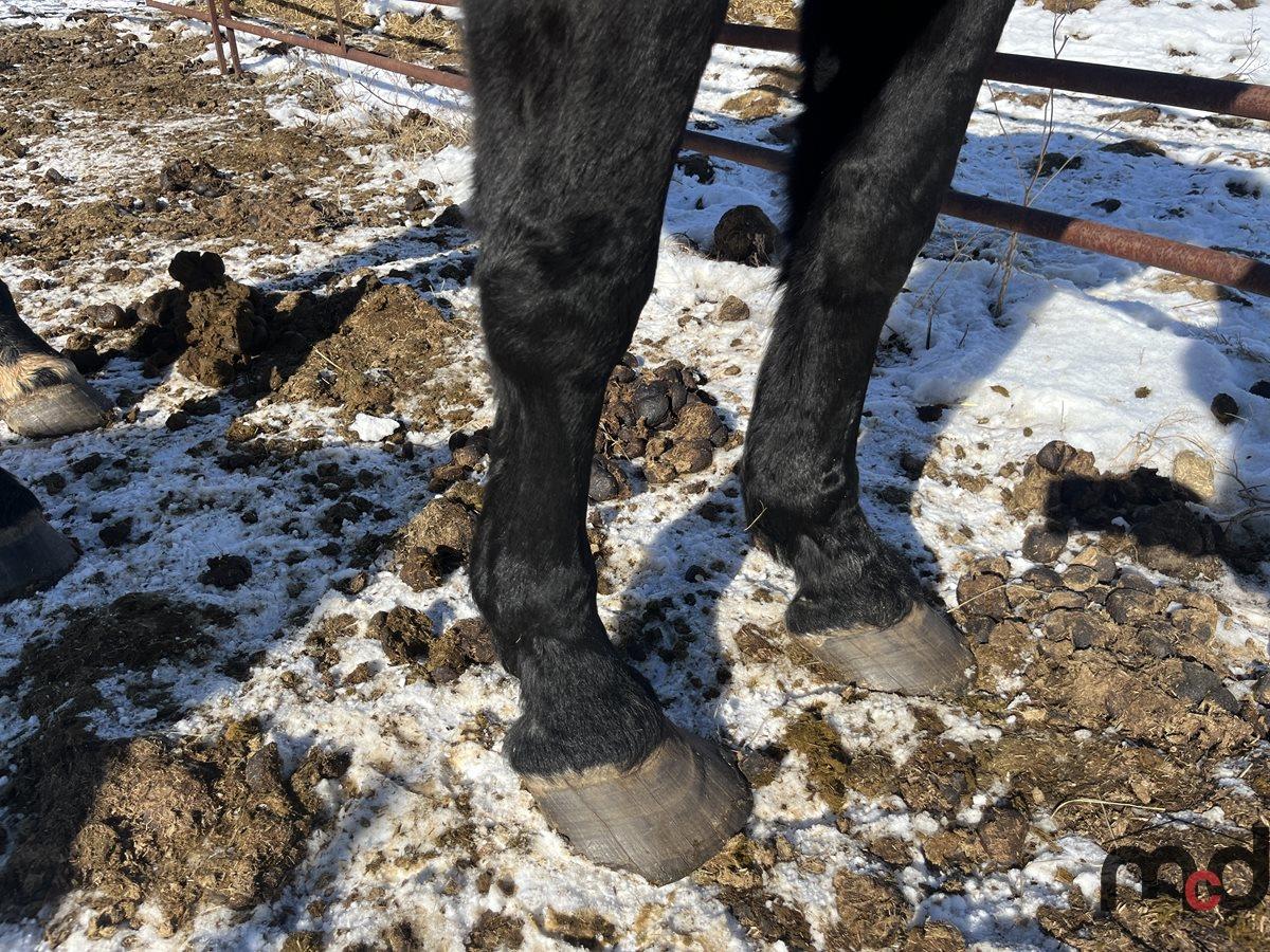 Friend - 15-Year-Old Hanoverian RCMP Horse