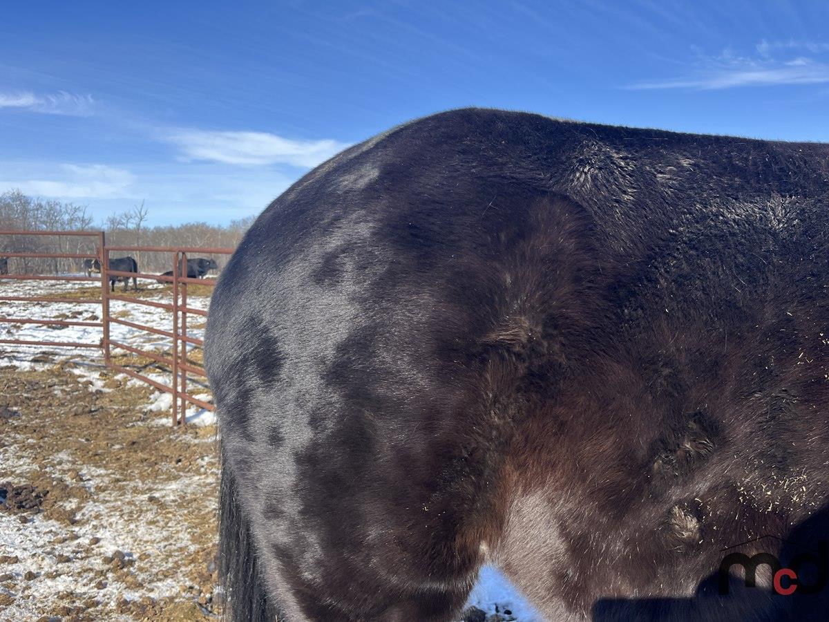 Friend - 15-Year-Old Hanoverian RCMP Horse