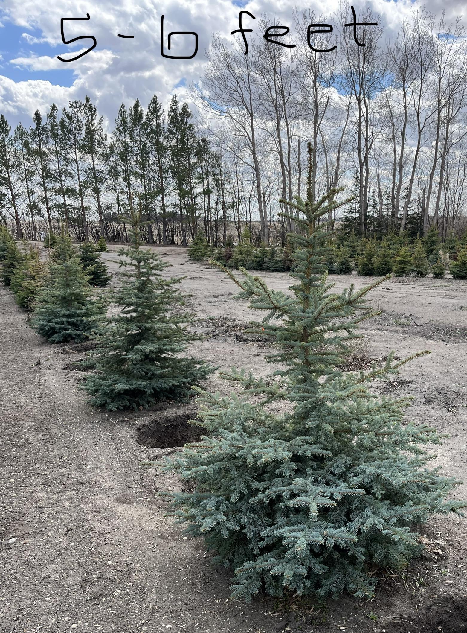 5'-6' Colorado Spruce - Must Take 5 Times the Bid Price