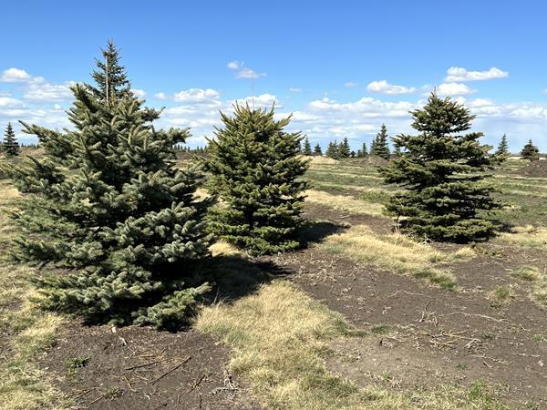 6' to 10' Colorado Spruce Tree - Must Take 5 Times The Bid Price