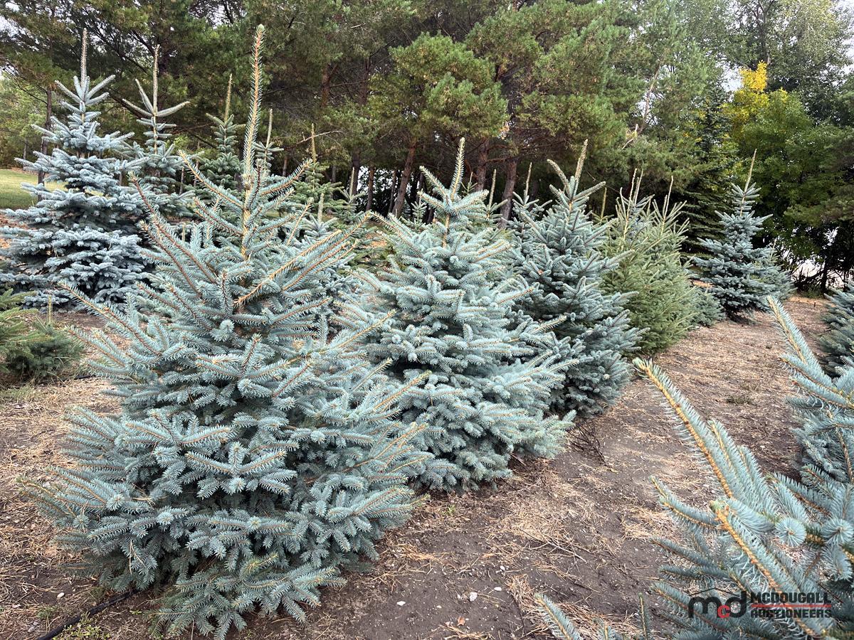 (5) Colorado Blue Spruce Trees (5'-7' Tall)