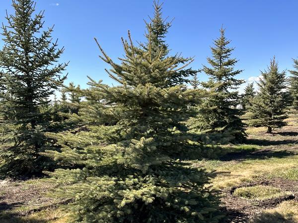 6' to 10' Colorado Spruce Tree - Must Take 5 Times The Bid Price